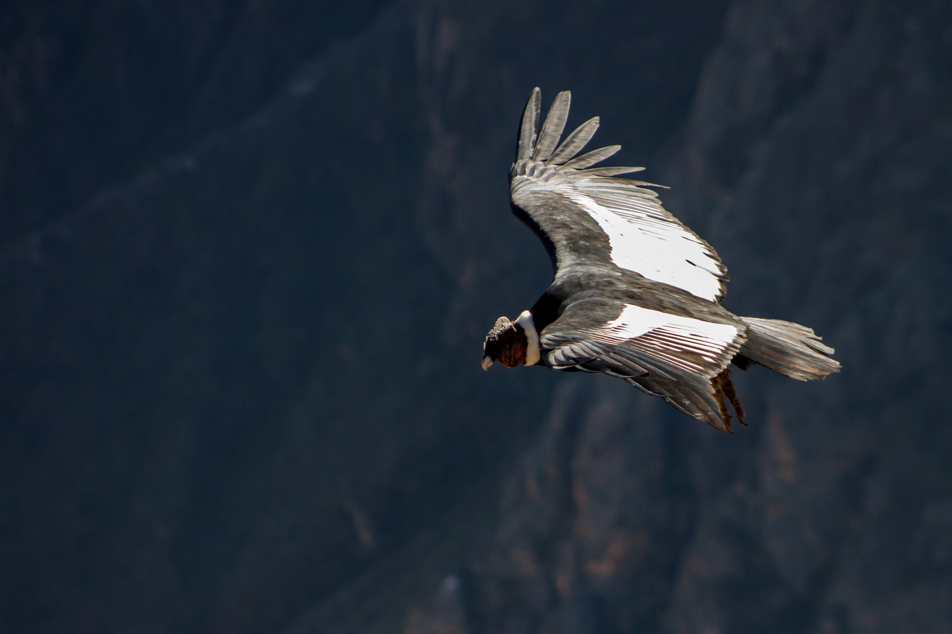Condor Remembers Man Who Saved Him - penguinmd
