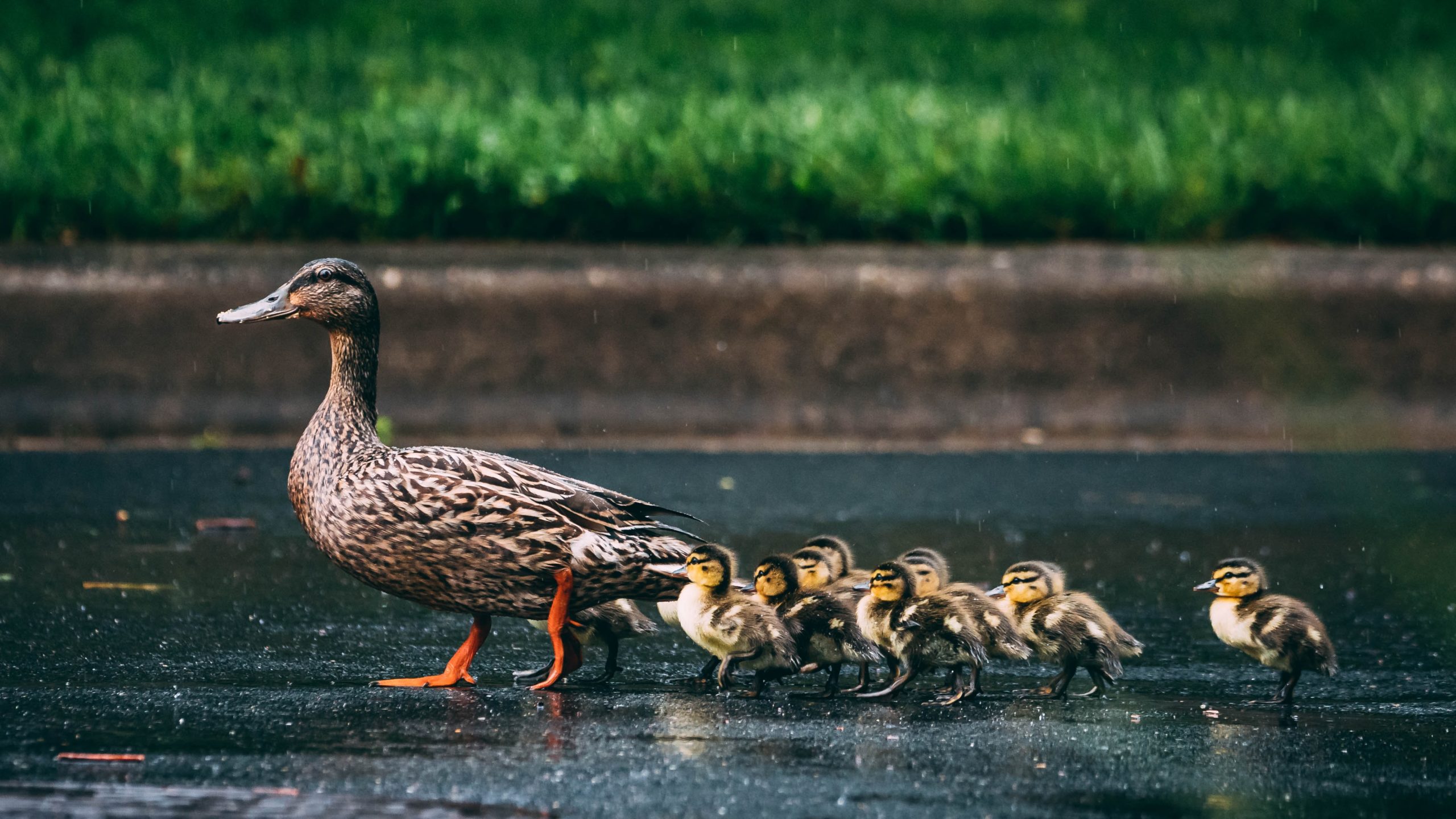 School Turns Into A Duck Highway For A Day - penguinmd