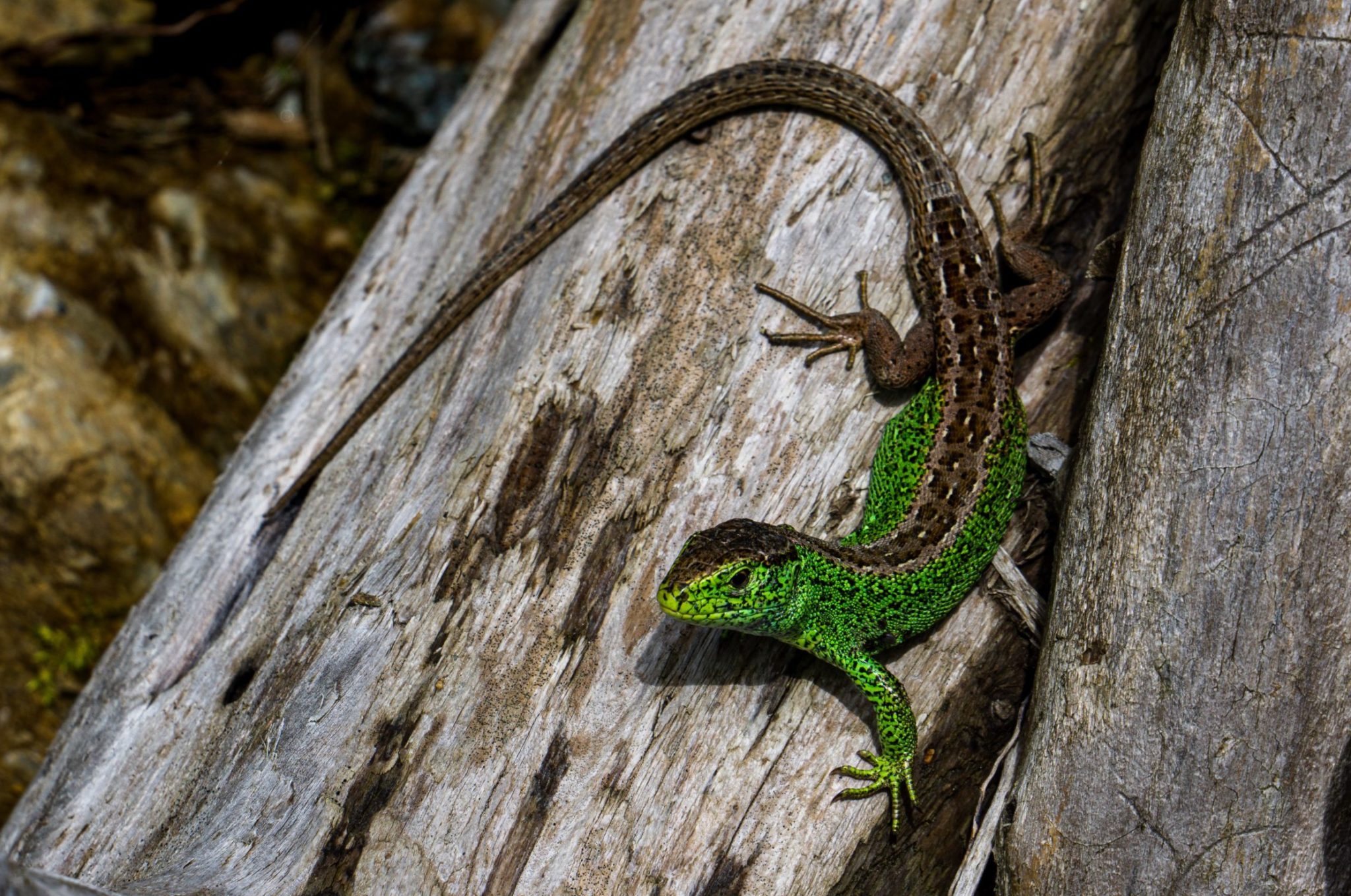 Fascinating Facts About Lizards You Probably Didn’t Know - penguinmd