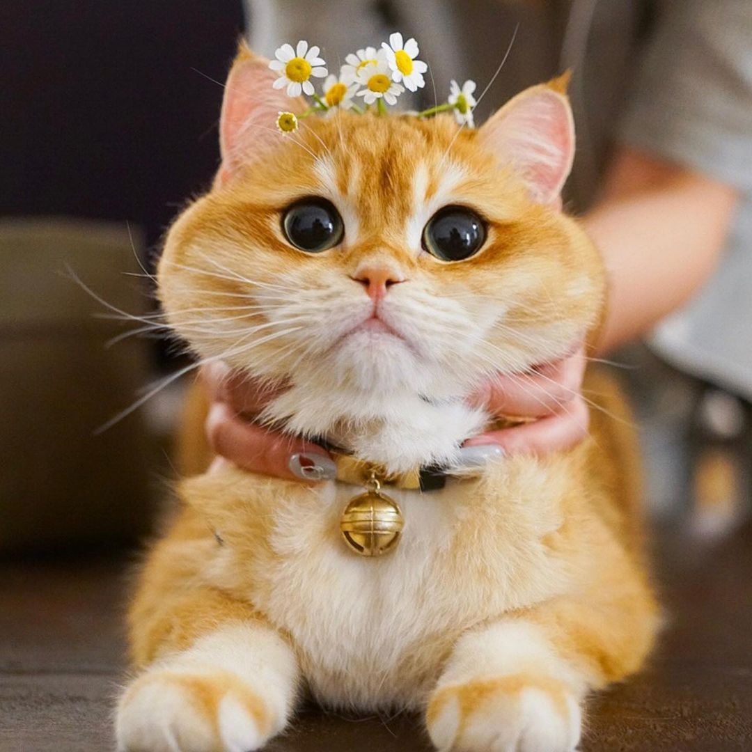 Pisco the Cat is Giving Puss in Boots a Run for His Money - penguinmd