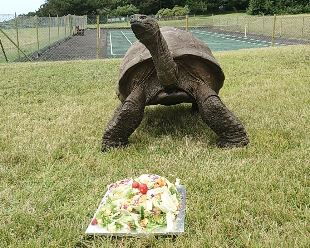 Tortoise Jonathan, The Oldest Land Animal in the World, Celebrates His ...