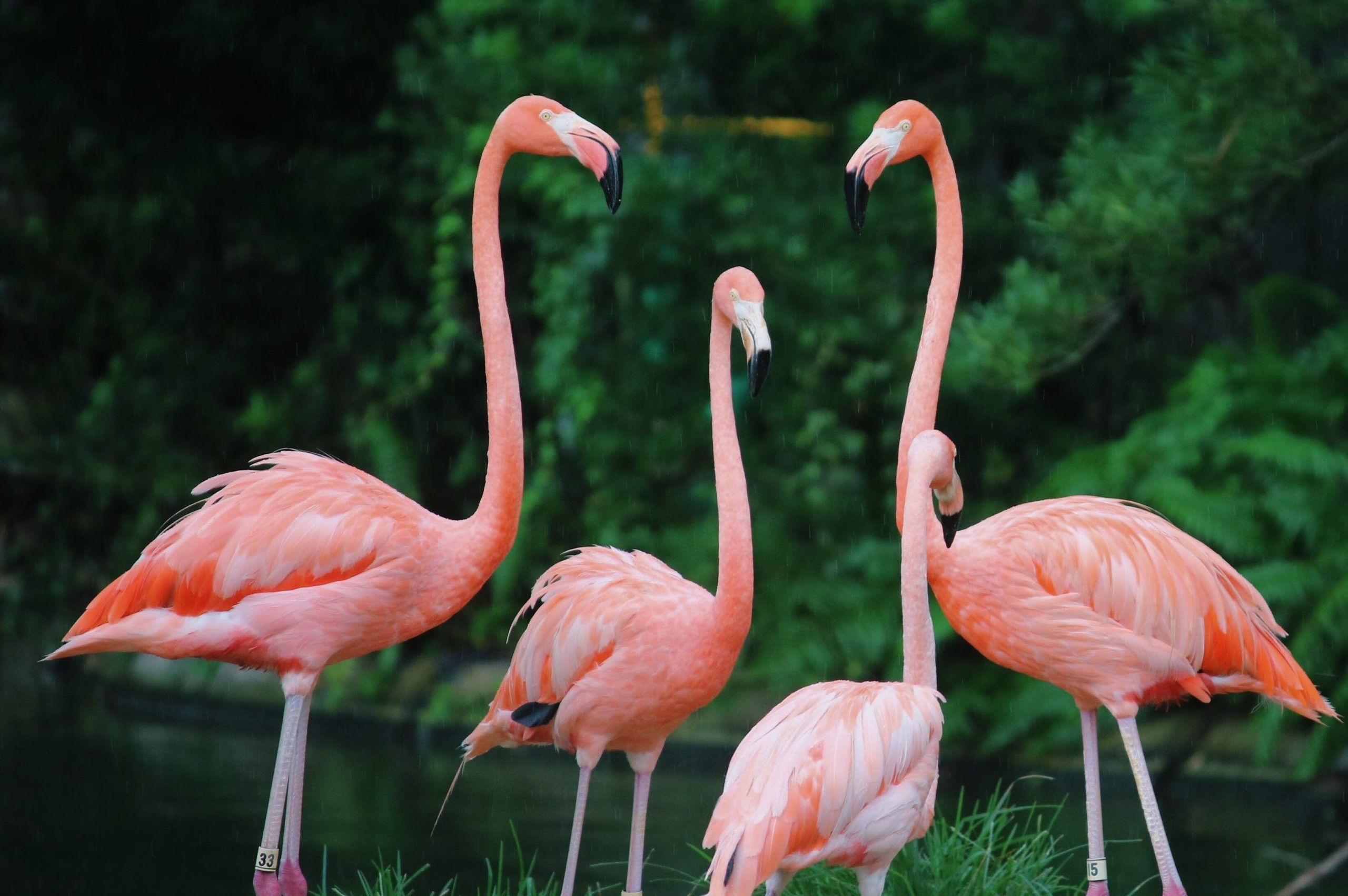 Interesting Facts About Flamingos You Probably Didn’t Know Before ...