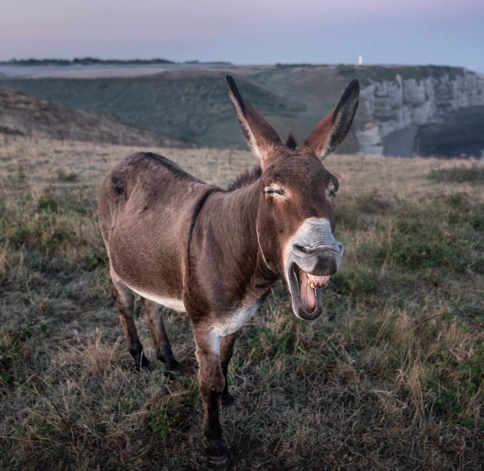 These Fun Facts About Donkeys Will Surprise You - penguinmd