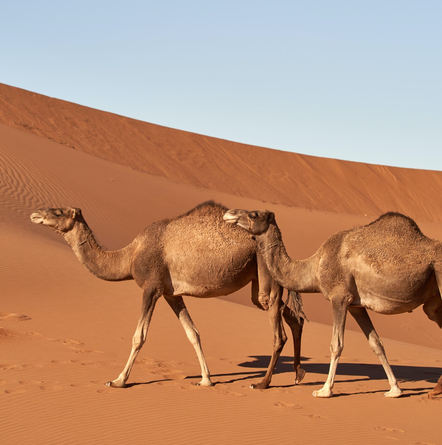 Interesting Facts About Camels You Probably Didn’t Know Before - penguinmd
