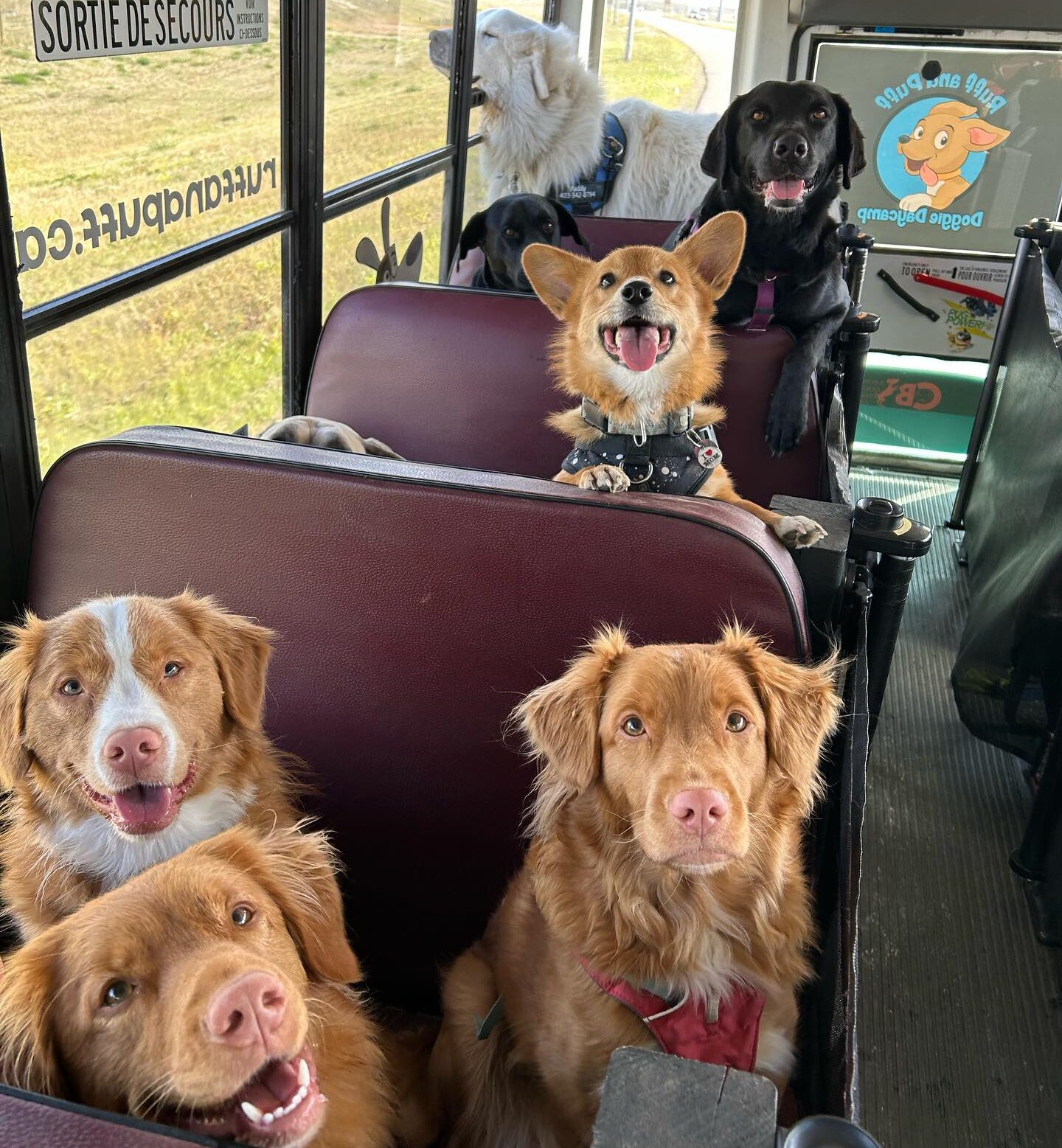 Watch a Group of Happy Dogs Enjoy a Ride on a Doggy School Bus - penguinmd