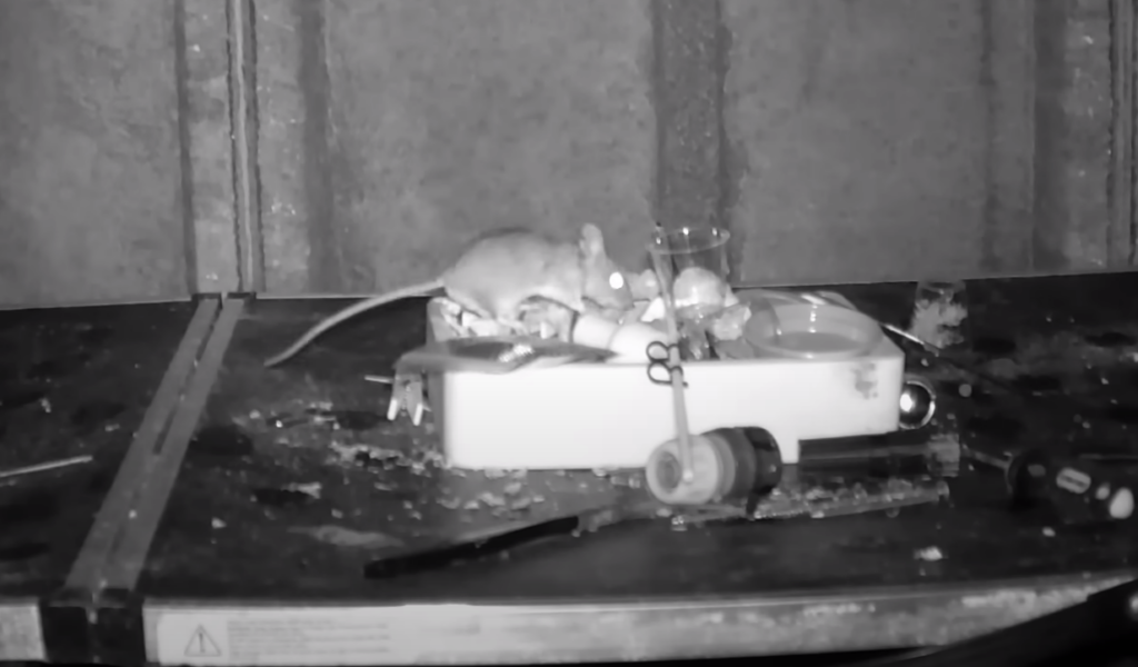 Mouse is Captured on Camera Tidying Up Man’s Shed - penguinmd