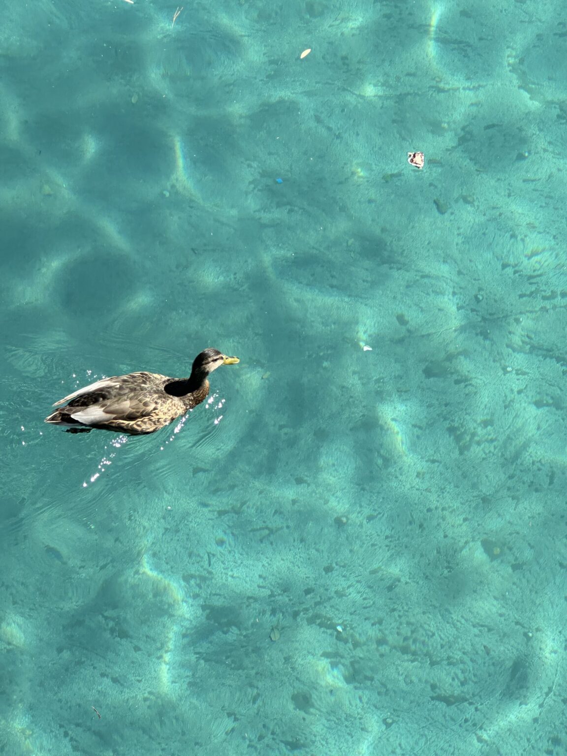 Rare Yellow-Billed Loon Makes an Unexpected Visit to Las Vegas, Nevada ...