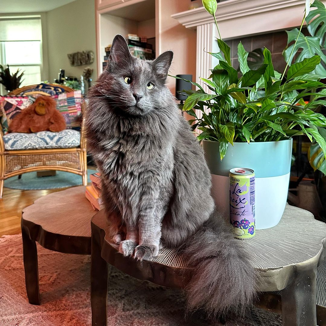 Crossed-Eyed Cat Belarus Proves That Beauty is Found in Unexpected ...