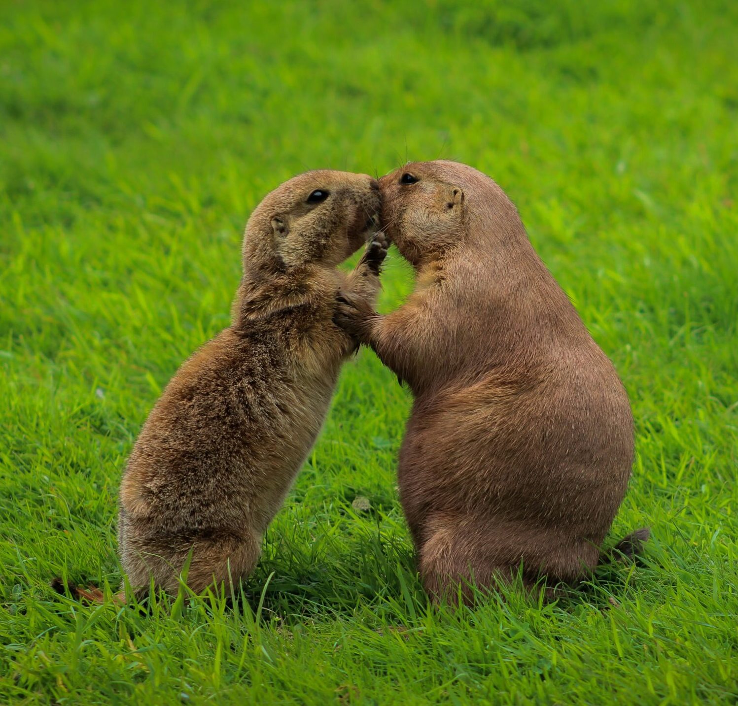 Cool Facts About Groundhogs You’ll Want to Share With Your Friends ...