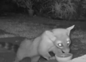 Security Camera Captures a Rare Footage of Elusive Cacomistle - penguinmd