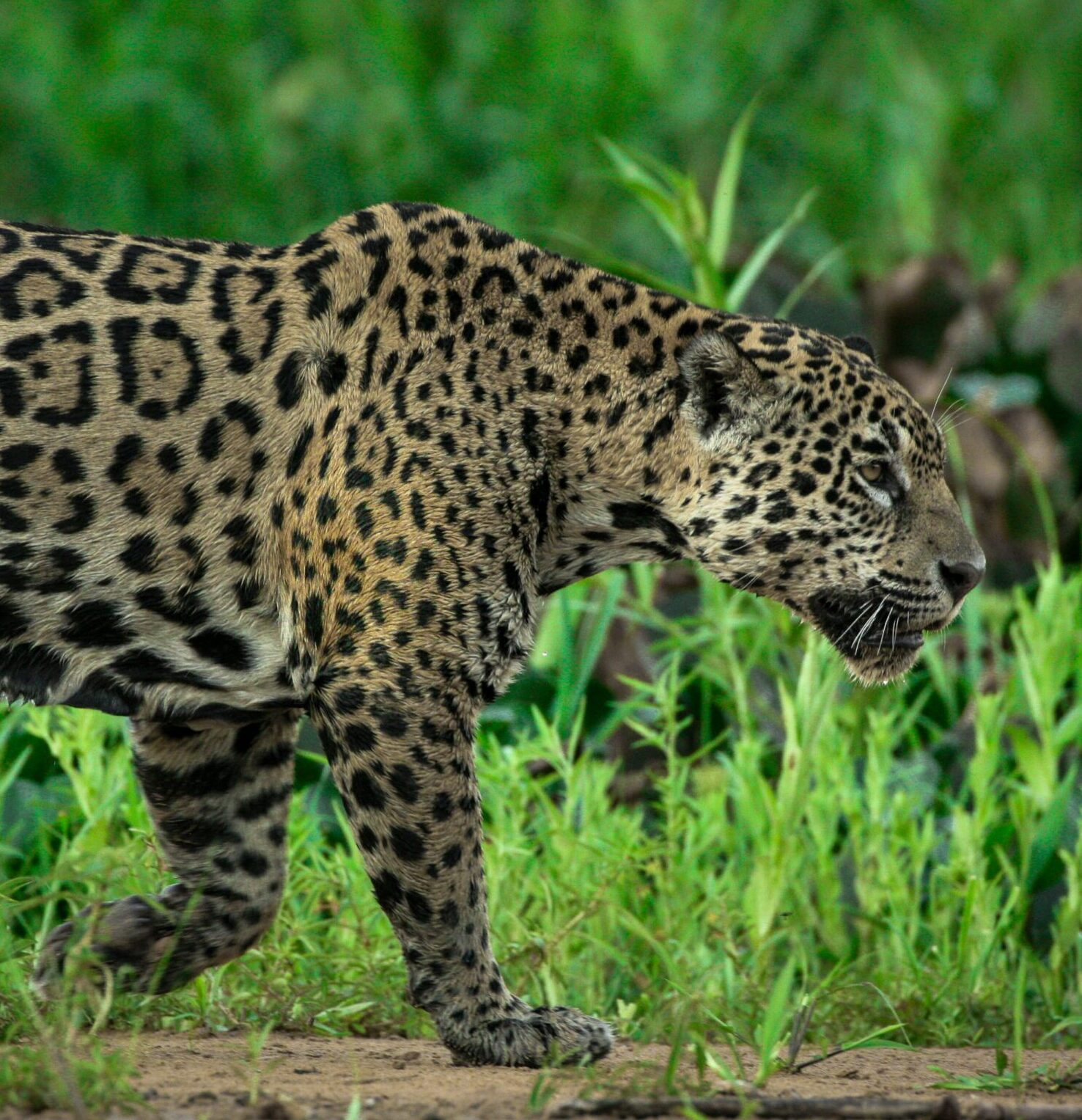 Cool Facts About Jaguars You’ll Want to Share With Your Friends - penguinmd