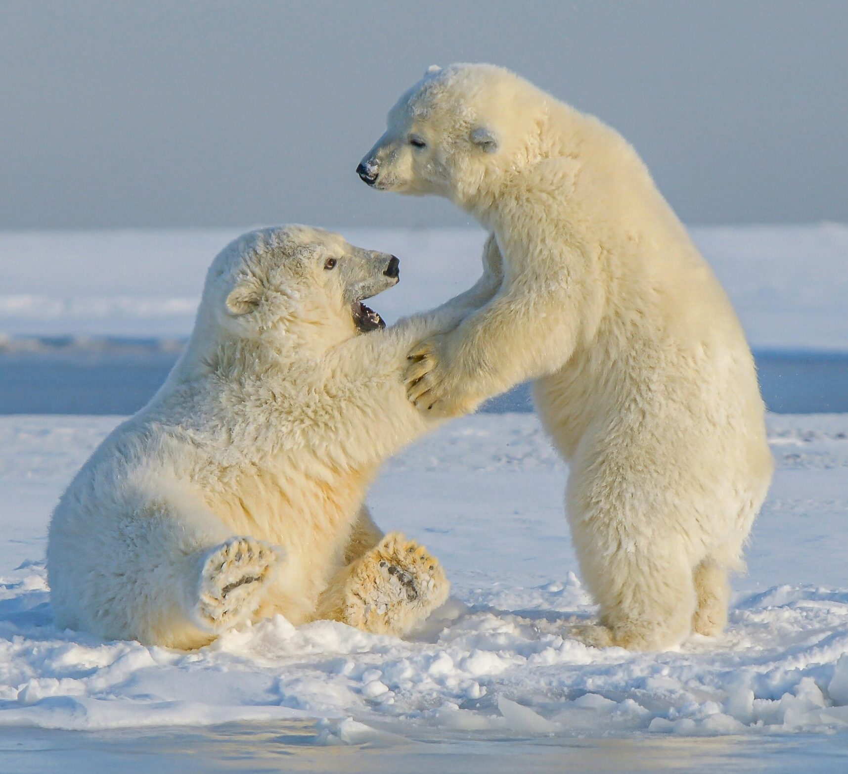 Did You Know Polar Bears' Skin is Actually Black? - penguinmd
