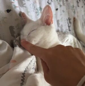 Sweet Video Shows Pet Owner Waking Up Their Deaf Cat in the Most Gentle ...