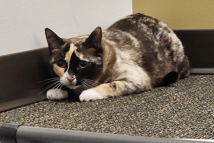 Utah Cat Was Found at Amazon Warehouse After Sneaking Into a Return Box ...