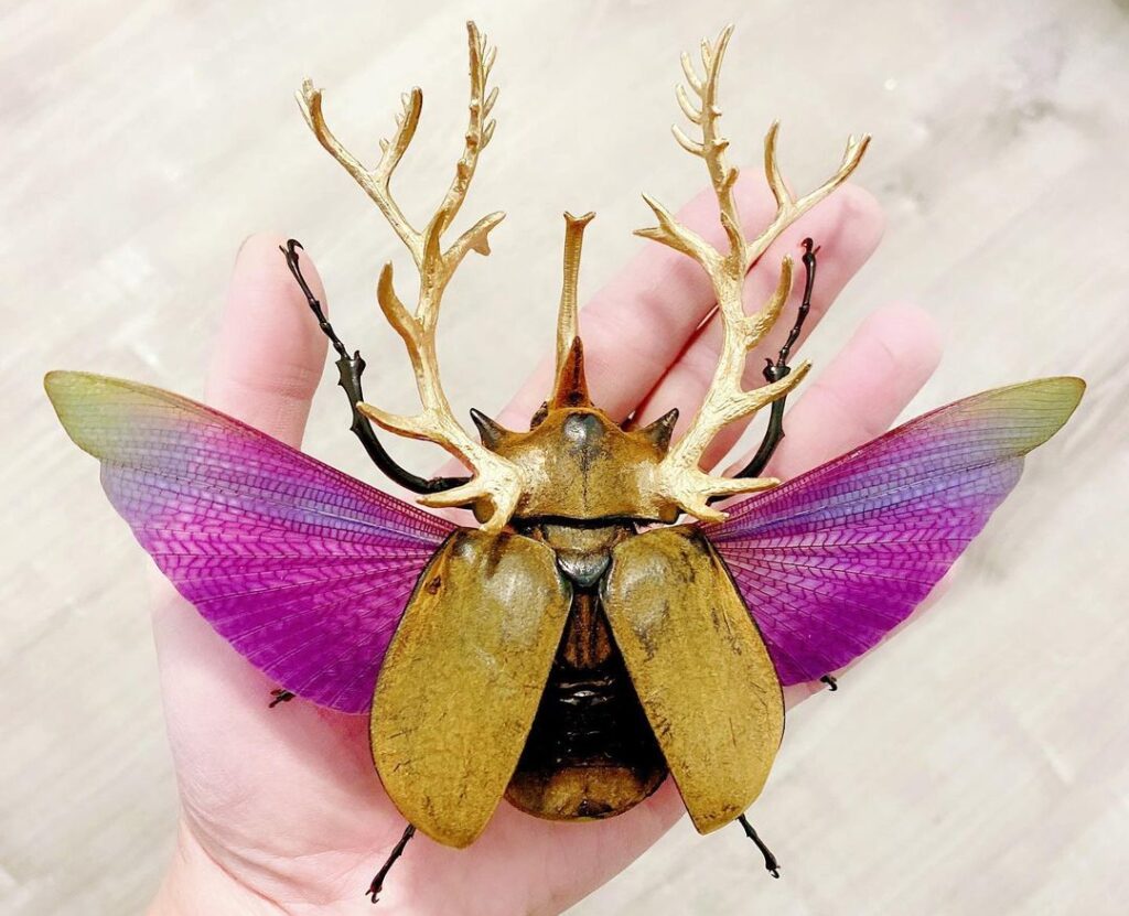Insectism’s Tak Hau is Sharing the Beauty of Insects With the World ...