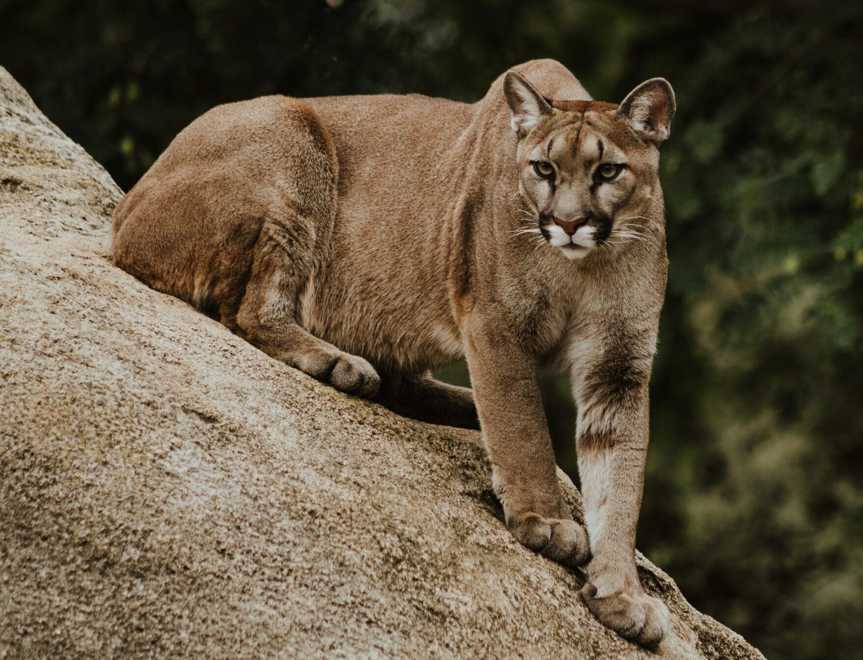 Cool Facts About Cougars You’ll Want to Share With Your Friends - penguinmd